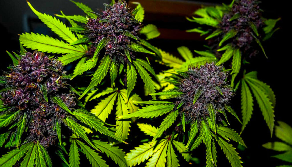 The Science Behind Cannabis Strains Turning Purple.